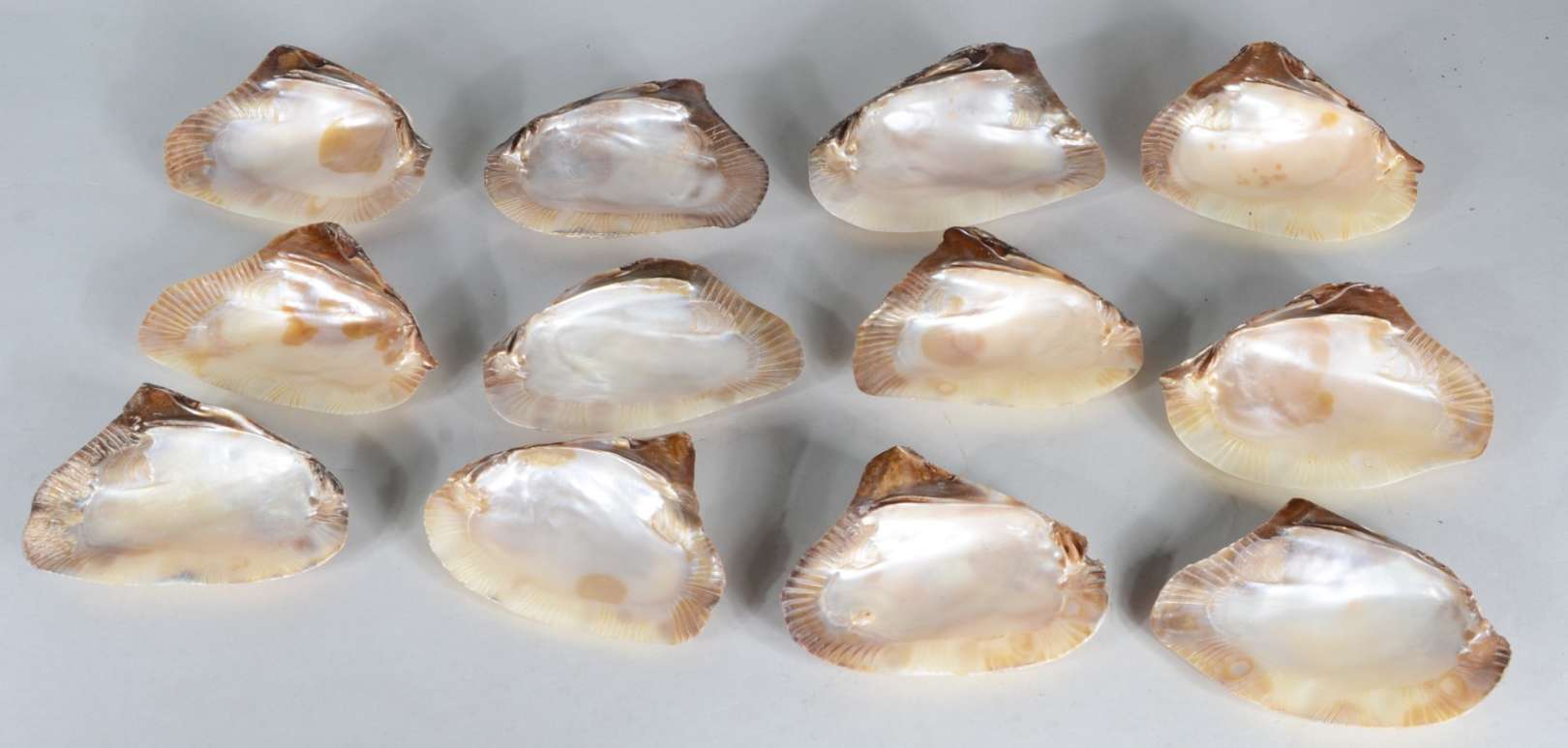 Conjunto com 12 conchas para casquinha de siri. - Galeria Alphaville