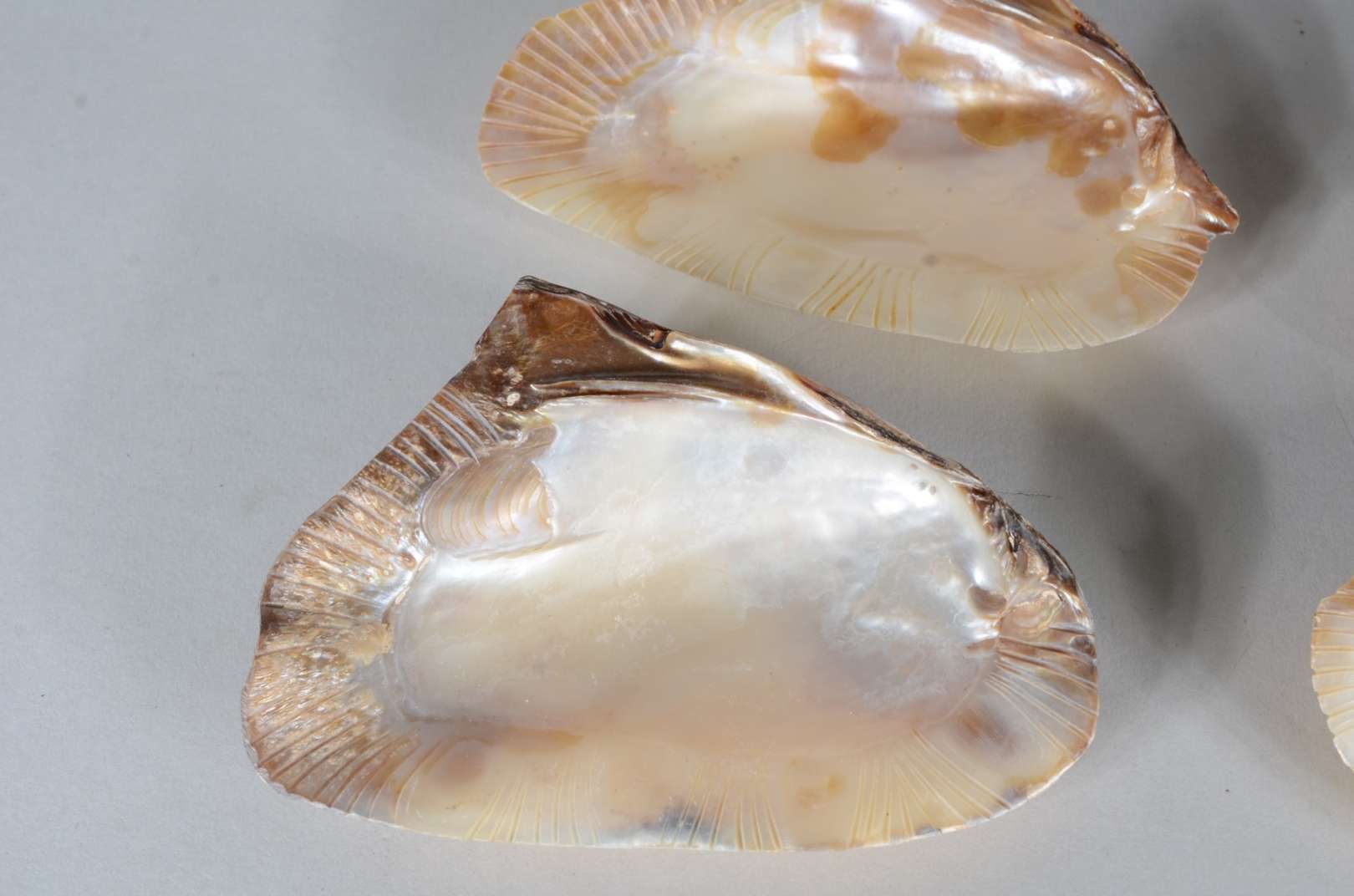 Conjunto com 12 conchas para casquinha de siri. - Galeria Alphaville