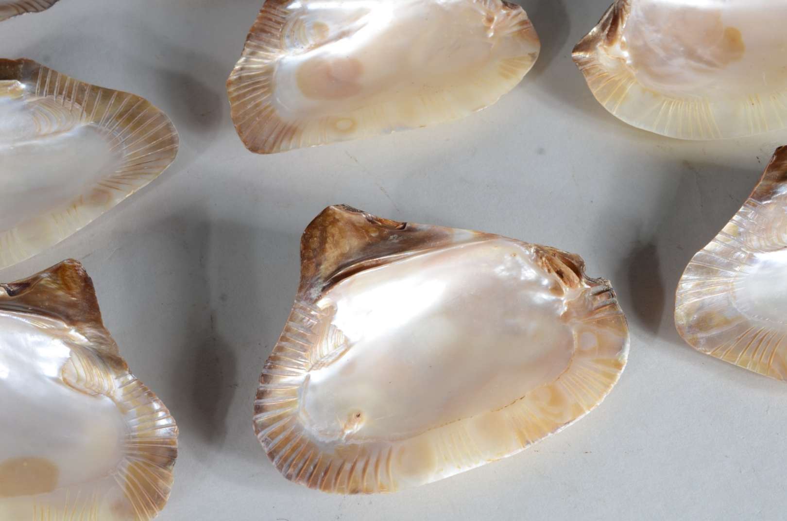 Conjunto com 12 conchas para casquinha de siri. - Galeria Alphaville