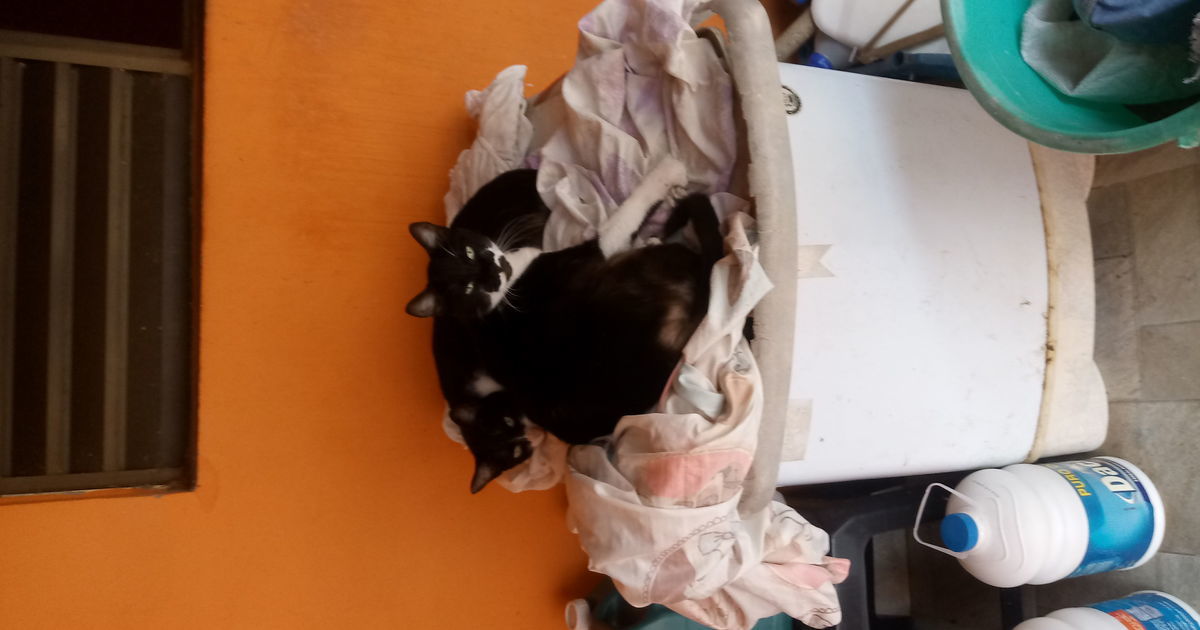 Filhos Peludos · Catarse