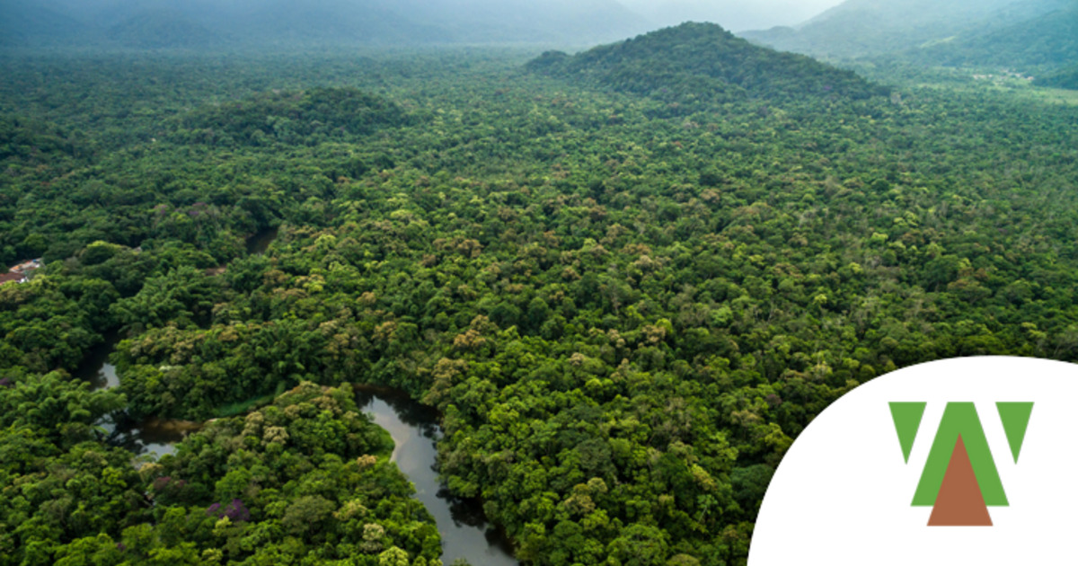 Construindo a Web Forest · Catarse