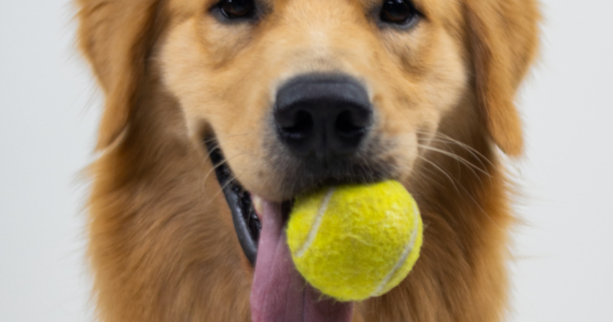 Chico Turismo Pet Friendly · Catarse