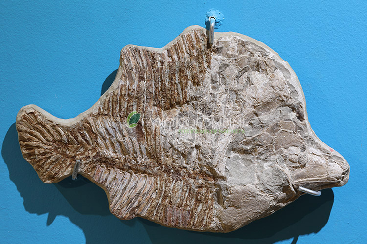 Fabio Colombini - Zoom