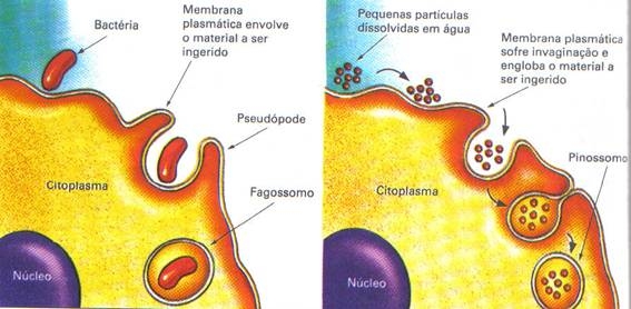 Resumo pra o Enem: você sabe o que é membrana plasmática?