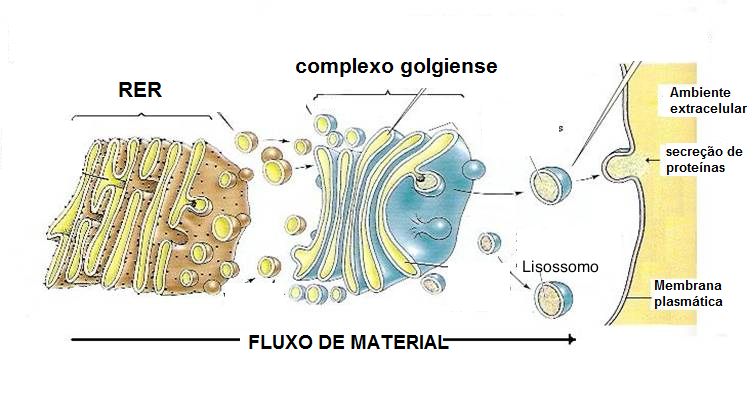 O que é o citoplasma? O que são organelas? | Descomplica