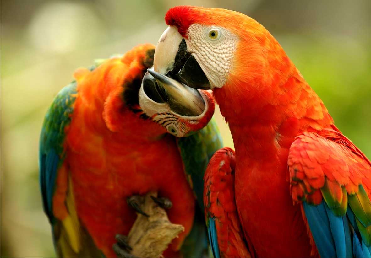 Saiba tudo sobre a Amazônia Brasileira.