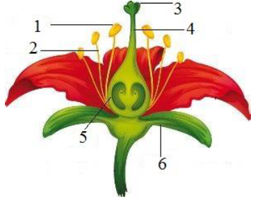 Questão 2147216 CS IFMS - Técnico (IF MS)/Laboratório/Biologia/2019