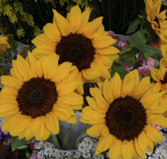 Floricultura em Rio Claro - SP : Flores em Rio Claro | Isabela Flores