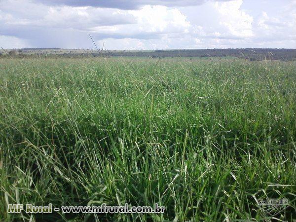 Sementes de Brachiaria Brizantha Cv. Marandu em Goiânia GO à 121277