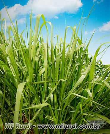 Sementes de Brachiaria Brizantha Cv. Xaraés em Goiânia GO à 121780