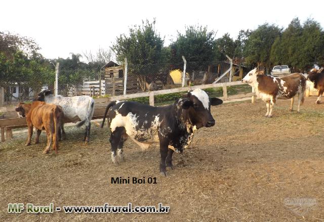 Mini Bovinos, mini vaca, mini vacas Splender, mini vacas comum, mini ...