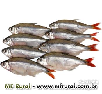 Lambarí em Cosmópolis SP à venda. Compre direto do vendedor 172254