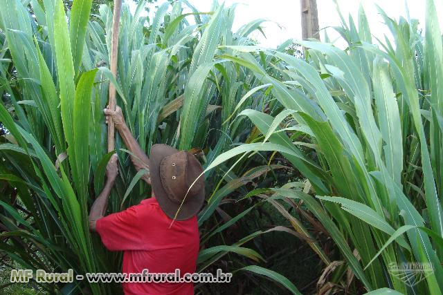 CAPIM GUATEMALA - Forrageira resistente , nutritiva e grande ...