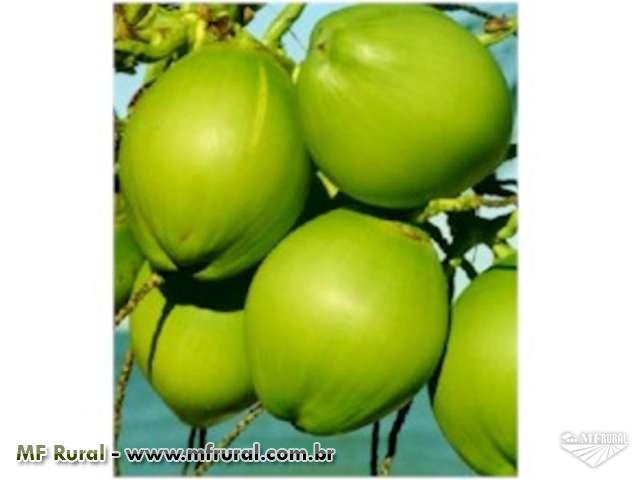 Distribuidor de Coco Verde em Rio de Janeiro RJ à venda. Compre 127680