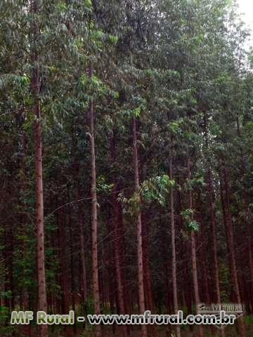 Fazenda de Eucalipto em Presidente Prudente SP à venda. Compre 118818