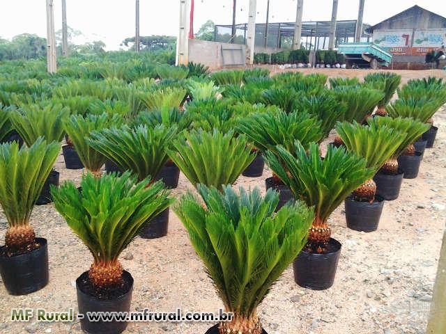 CICA REVOLUTA Mudas/Ramas Mudas Palmeira CICA REVOLUTA Cultivo de grande nú