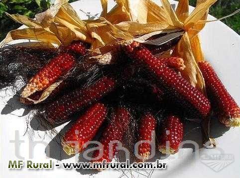 Sementes de Milho Chires Sweet Baby Corn em Rio de Janeiro RJ à 62057