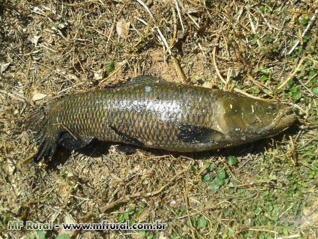 Alevinos de trairão a venda Animais Peixes Alevinos Alevinos de trairã