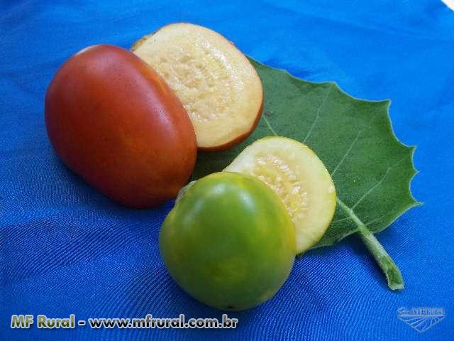 Maná Cubiu de Peruíbe - Fruta Exótica em Peruíbe SP à venda. 149155