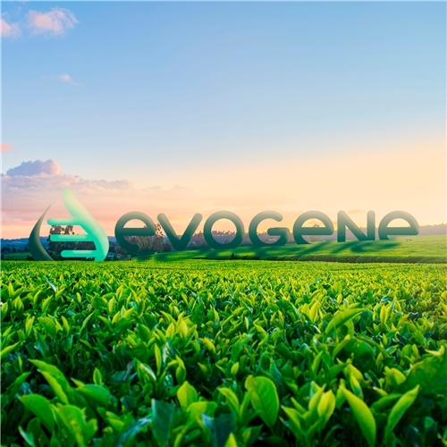 Logo Para Outros - Evogene
