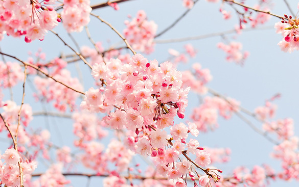 5 dicas para a primavera - Stobag