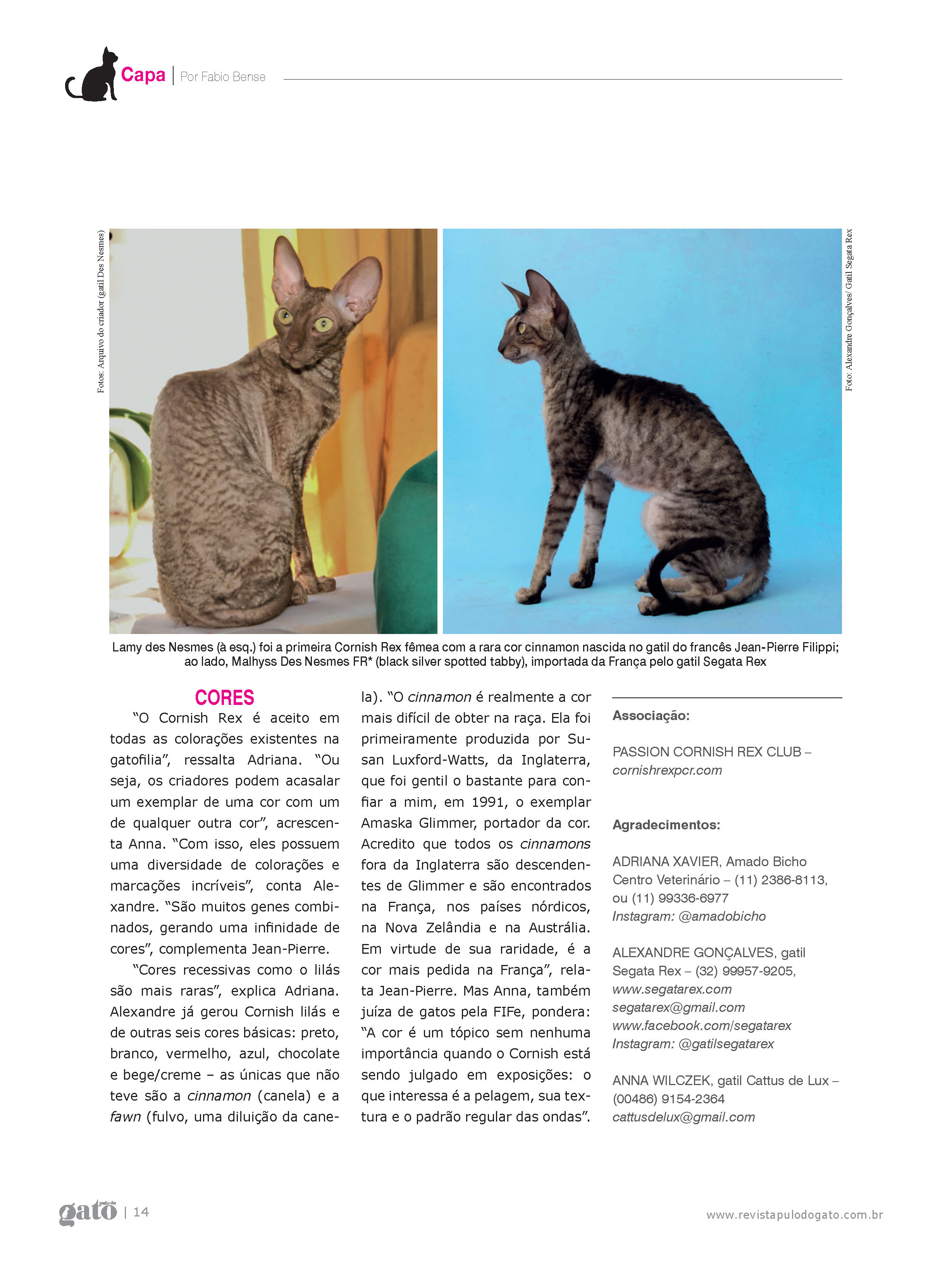 Revista Cães e Cia / Pulo do Gato - versão digital